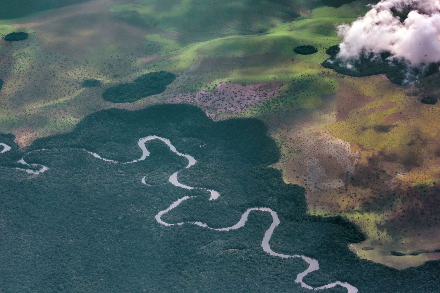 Rainforests explained: Why they’re crucial for our planet | Global Witness