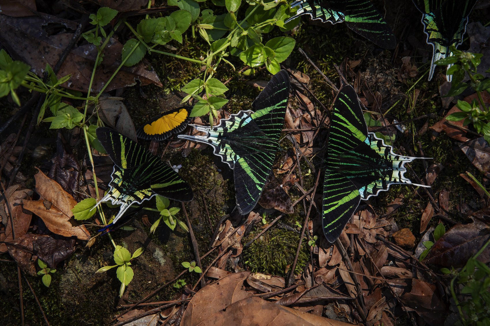 Rainforests explained: Why they’re crucial for our planet | Global Witness