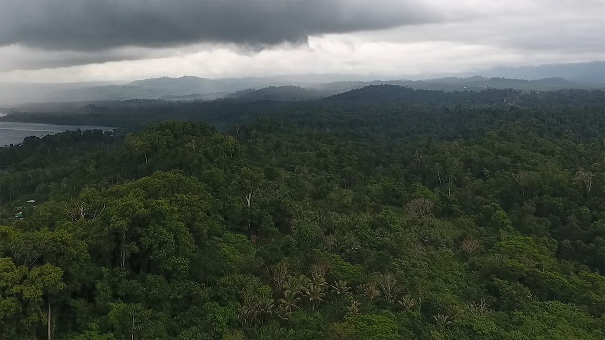 China’s role in global forest governance | Global Witness