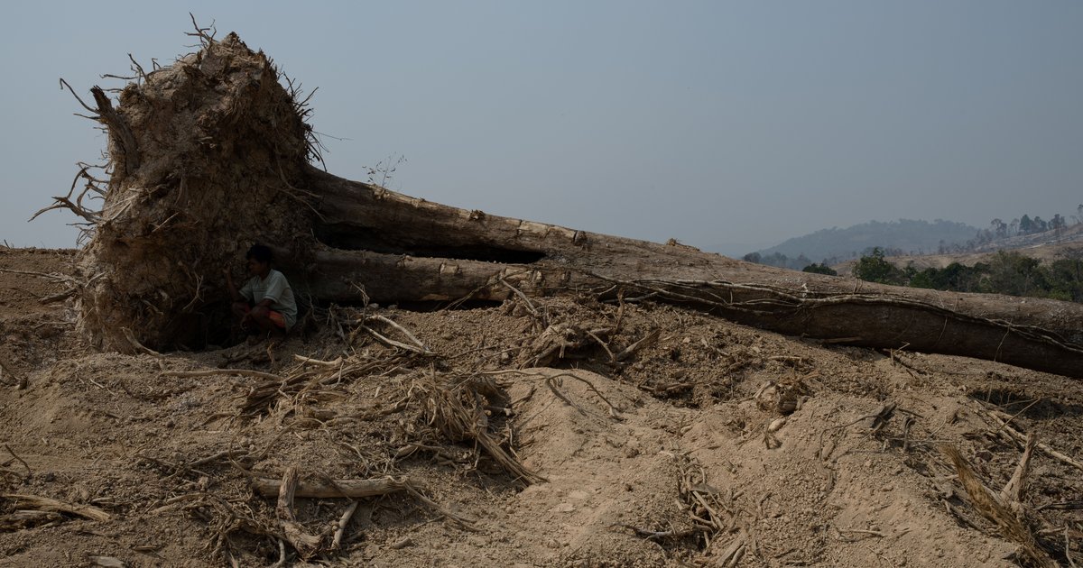 Cambodia's Family Trees | Global Witness